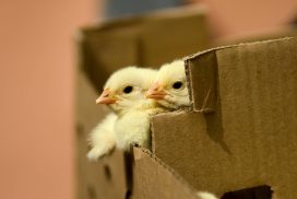 How to Order Chicks in the Mail from a Hatchery - Backyard Poultry